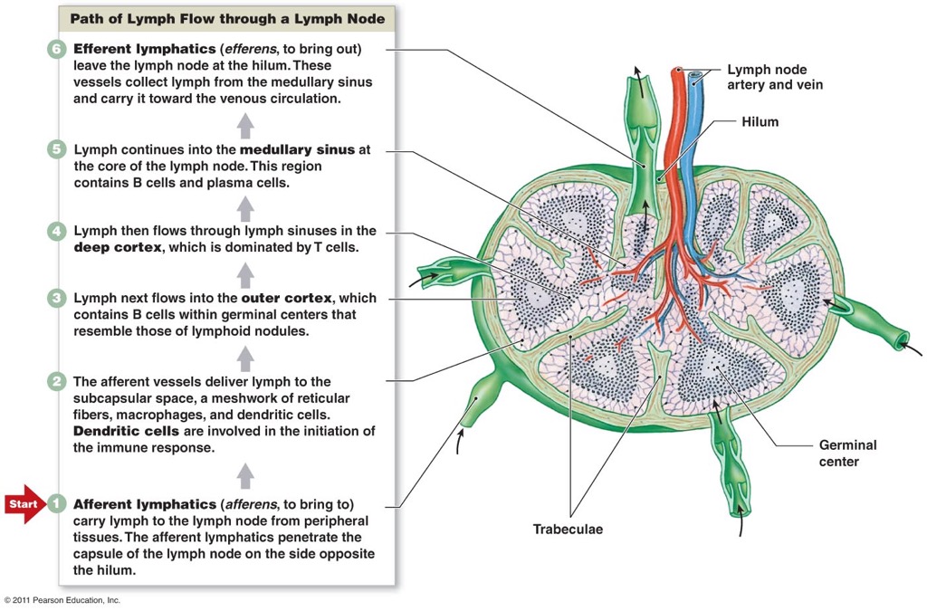 Lymfeknoop | Biologie in beweging